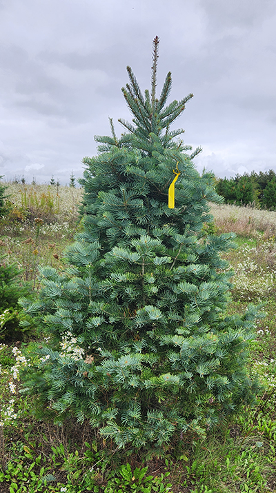 Christmas at Oney's Tree Farm | Woodstock Illinois | 815-990-8040