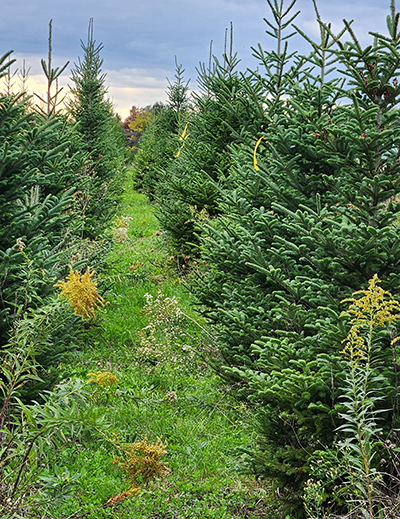 Christmas at Oney's Tree Farm | Woodstock Illinois | 815-990-8040